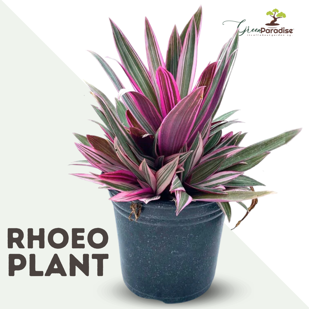 Green Paradise® Rhoeo Varigated Live Plant – GreenParadiseLive