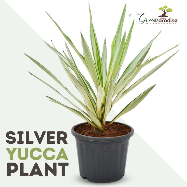 Silver Yucca Plant – GreenParadiseLive