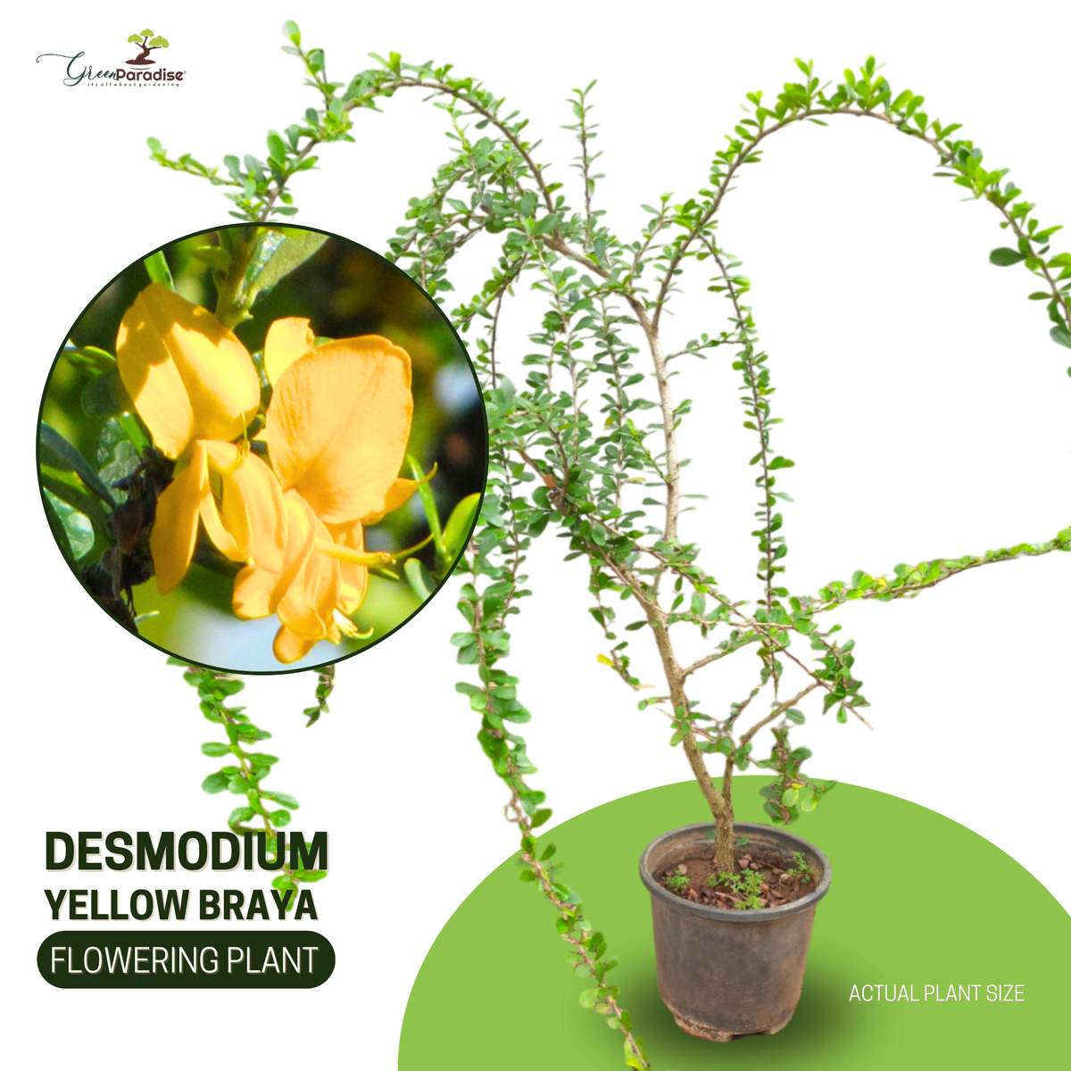 Yellow Braya Pre Bonsai Sapling Live Plant – GreenParadiseLive