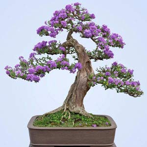 Bonsai Trees – GreenParadiseLive
