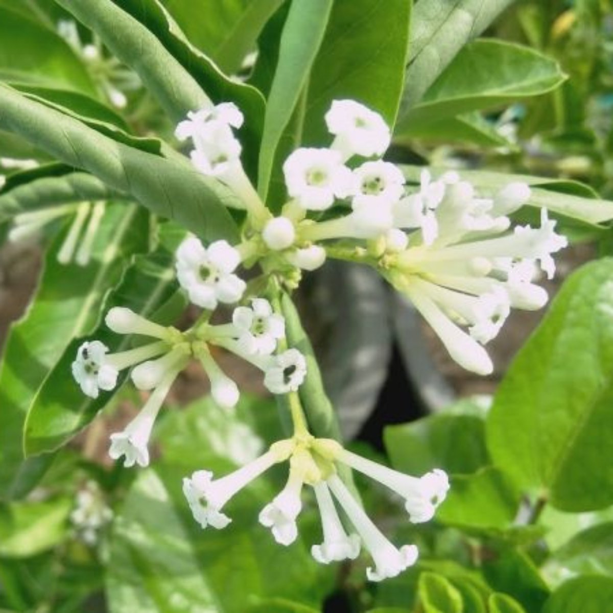 Din ka Raja Cestrum diurnum Live Plant – GreenParadiseLive