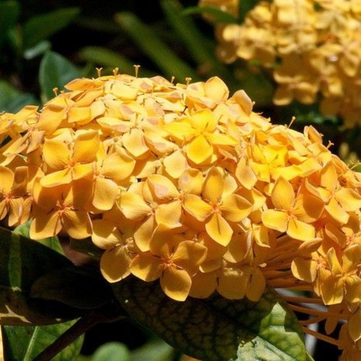 Ixora Yellow New Compact Flowering Ixora Plant With Beautiful Flowers ...