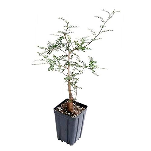 Operculicarya decaryi Elephant Tree Bonsai Suitable Small Sapling Tree ...