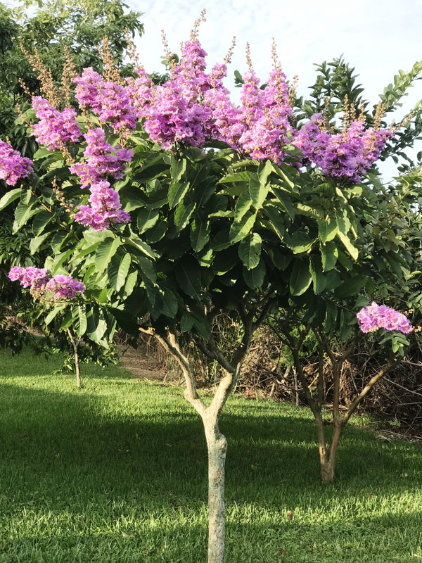 Green Paradise® Legerstomia Pink Lagerstroemia speciosa Queens Crape ...