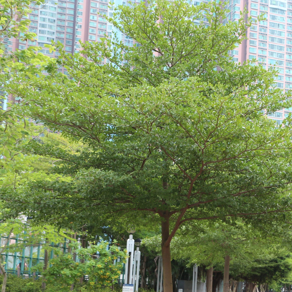 Terminalia Mentalis Chinese Terminalia Mentally Health Live Sapling Pl ...