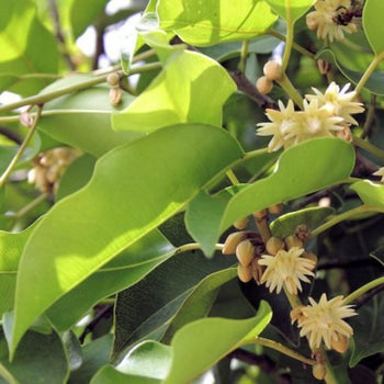 Bakul tree Mimusops elengi Borsalli Plant – GreenParadiseLive