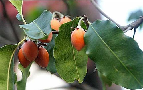 Bakul tree Mimusops elengi Borsalli Plant – GreenParadiseLive