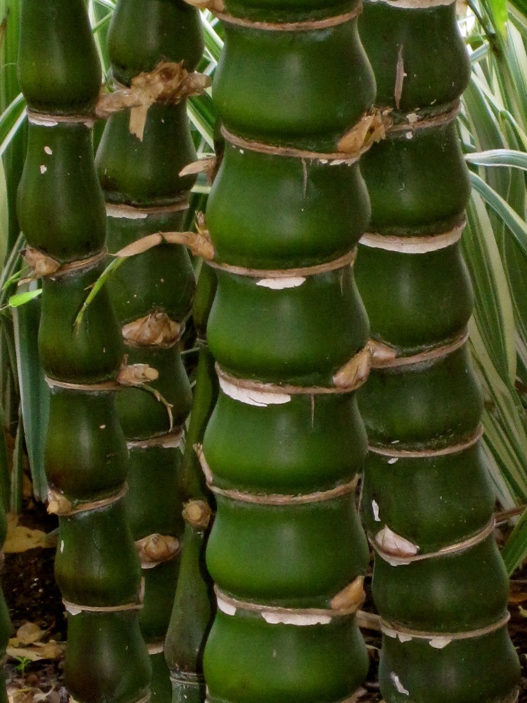 Buddha Belly Bamboo Plant Holy Fengsui Buddha Bamboo Live Plant In A P ...