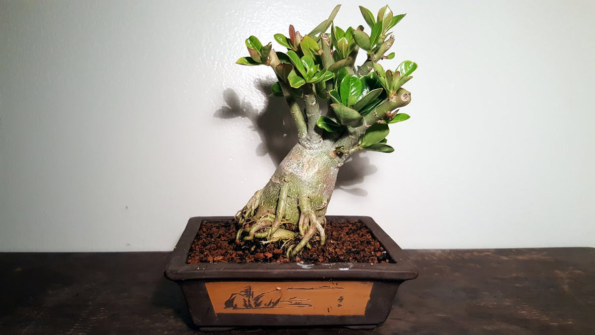 Adenium Bonsai Live Old Adenium Bonsai Tree With Bonsai Pot ...