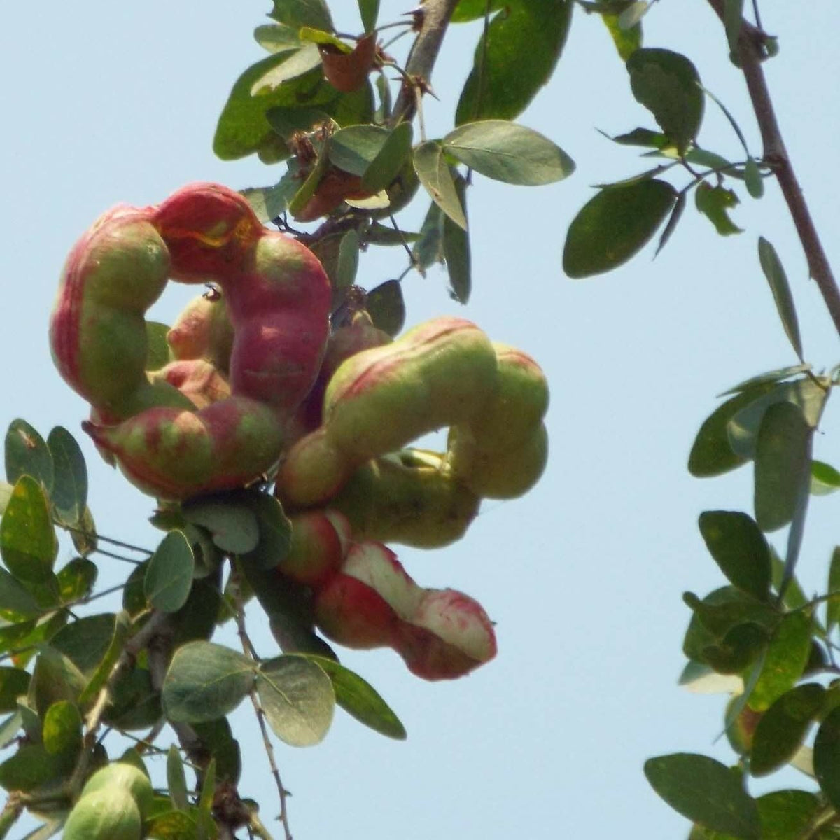 Green Paradise Manila Tamarind Camachile sweet fruit live plant ...