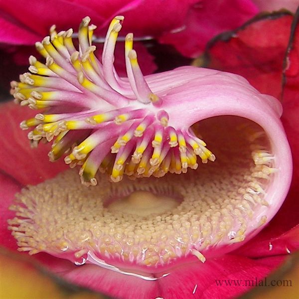 Shiva Linga Tree Holy Nagalinga Tree Cannon Ball Tree Live Plant ...