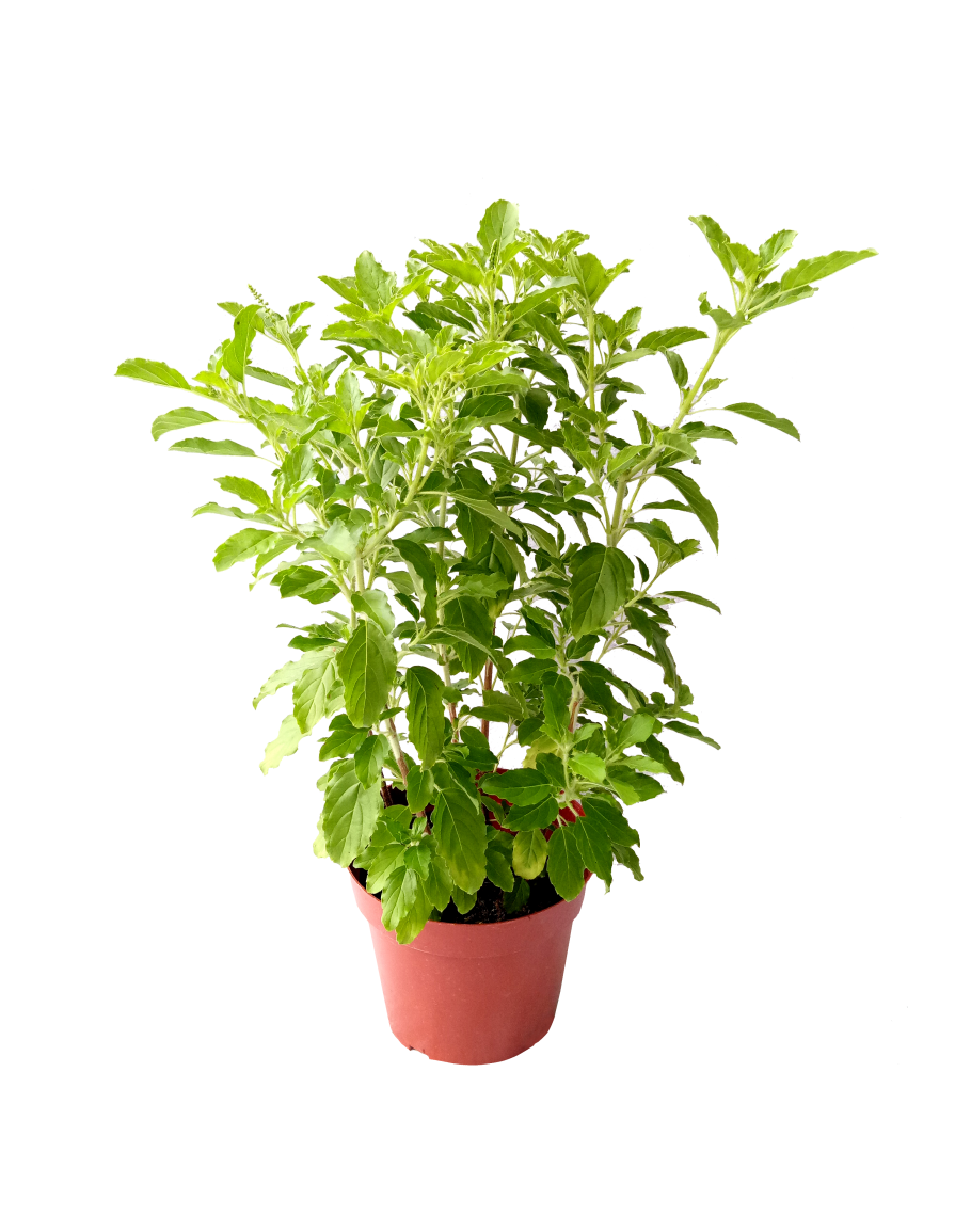 Tulsi – GreenParadiseLive