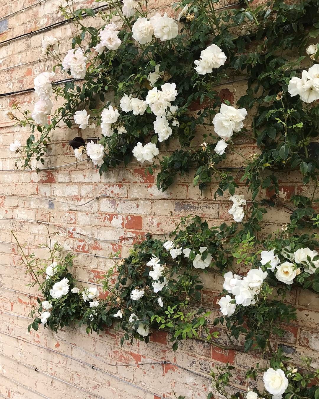 Green Paradise White Scented Climbing Rose Live Plant – GreenParadiseLive